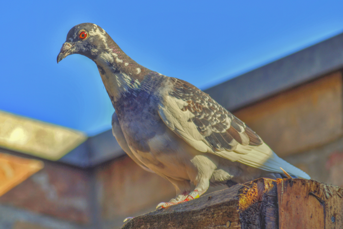 Las razas más famosas de palomas mensajeras holandesas de pura raza ...