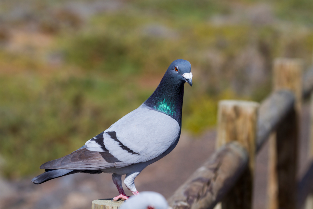 Las razas más famosas de palomas mensajeras holandesas de pura raza ...