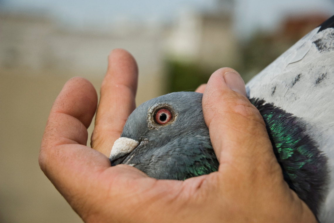 Las razas más famosas de palomas mensajeras holandesas de pura raza ...